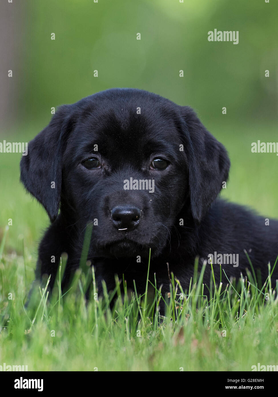 An eight week old Black Labrador puppy Stock Photo - Alamy