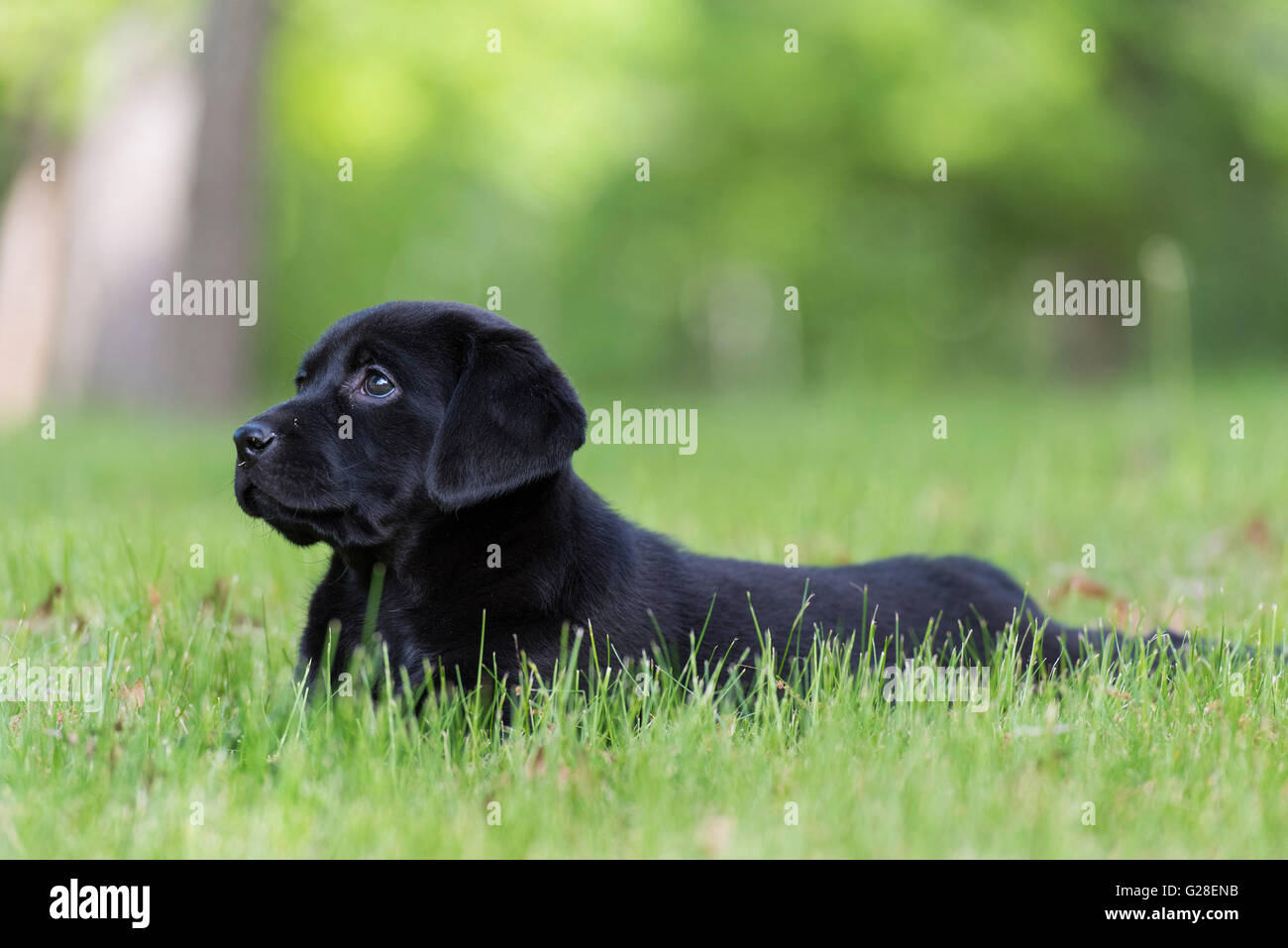 An eight week old Black Labrador puppy Stock Photo - Alamy