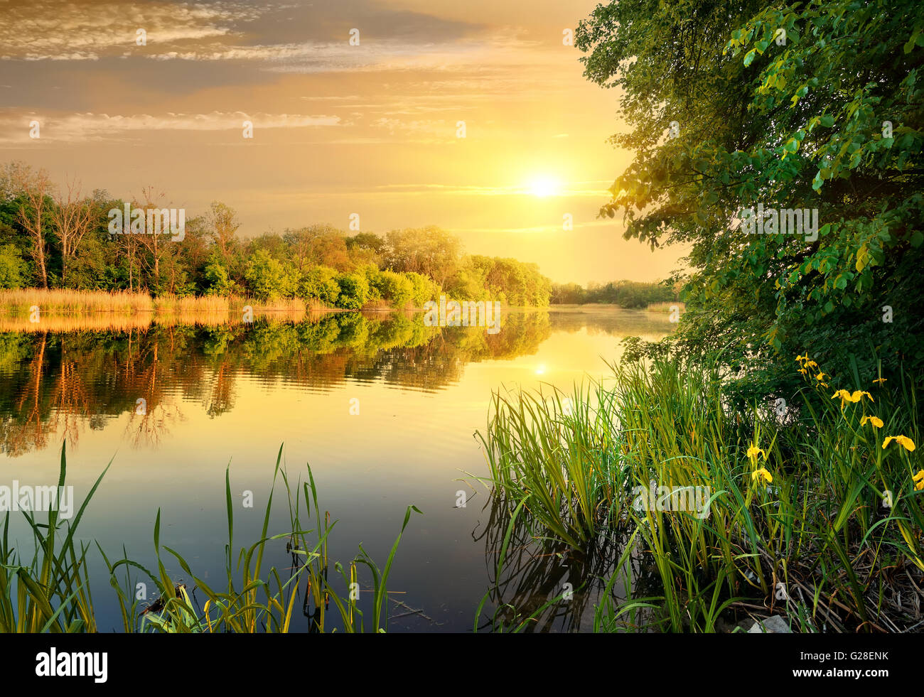 Evening in the forest hi-res stock photography and images - Alamy