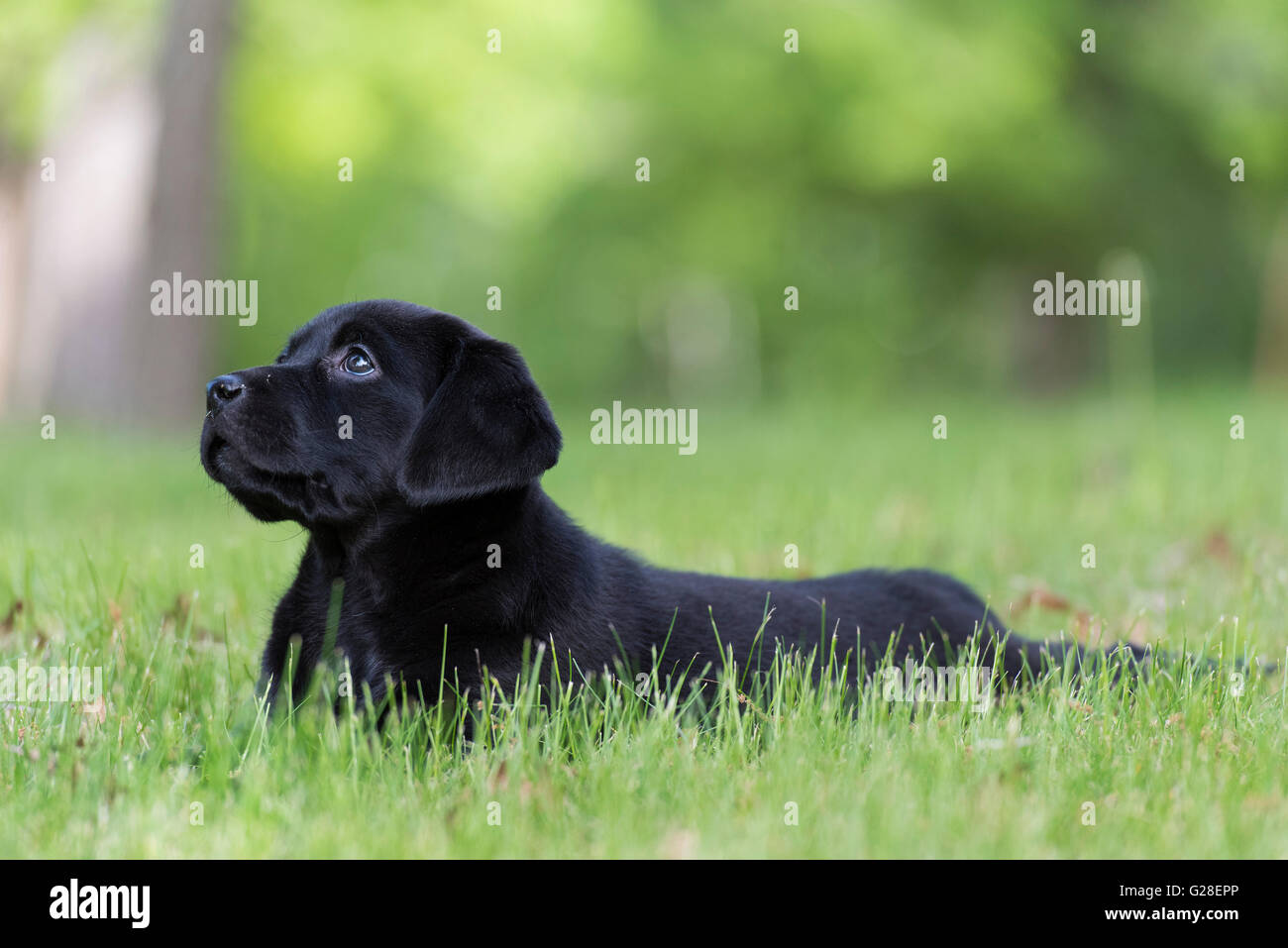 An eight week old Black Labrador puppy Stock Photo - Alamy
