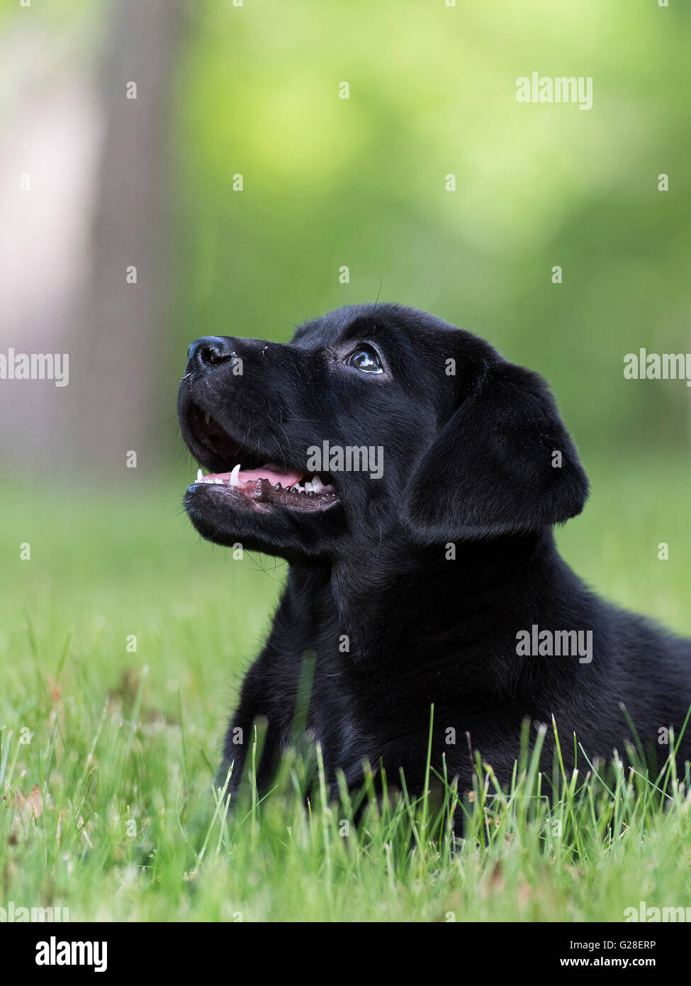 An eight week old Black Labrador puppy Stock Photo - Alamy