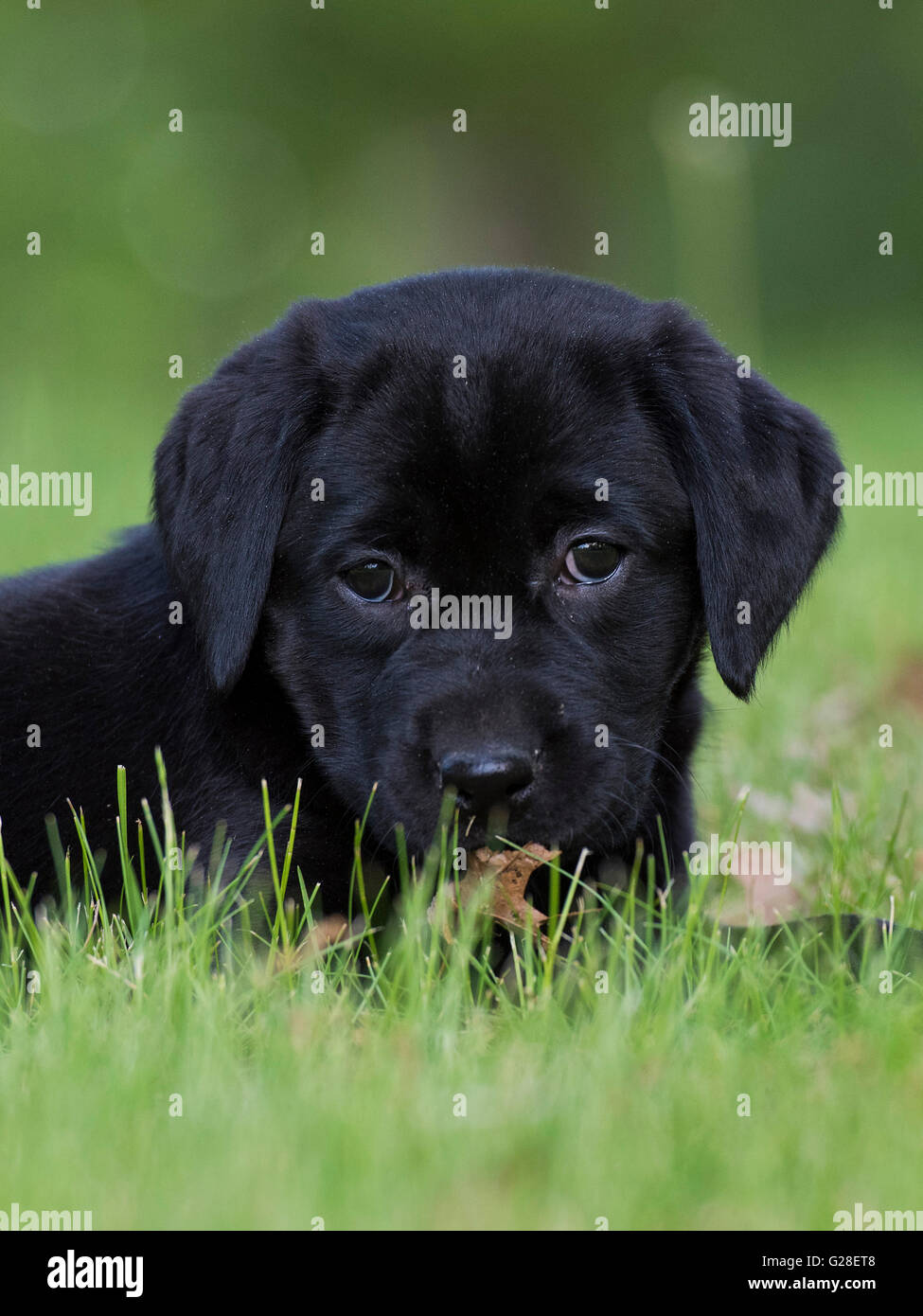 An eight week old Black Labrador puppy Stock Photo - Alamy
