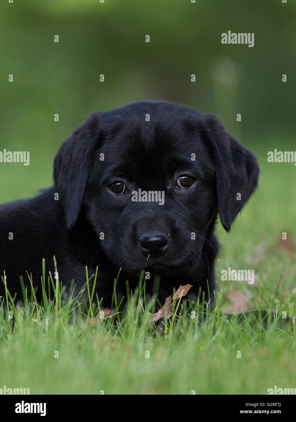 An eight week old Black Labrador puppy Stock Photo - Alamy