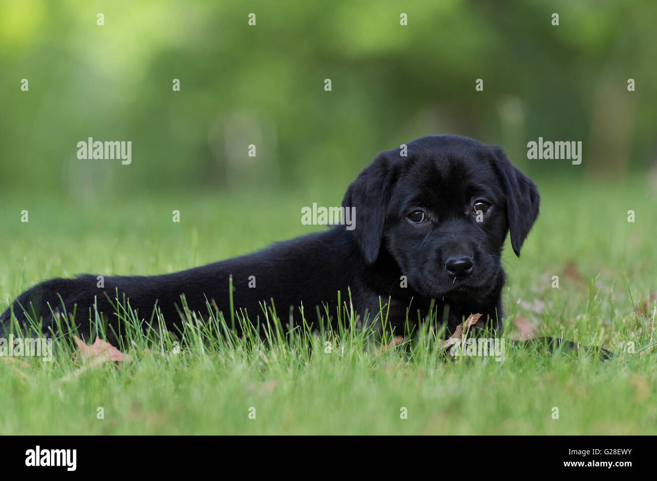 An eight week old Black Labrador puppy Stock Photo - Alamy