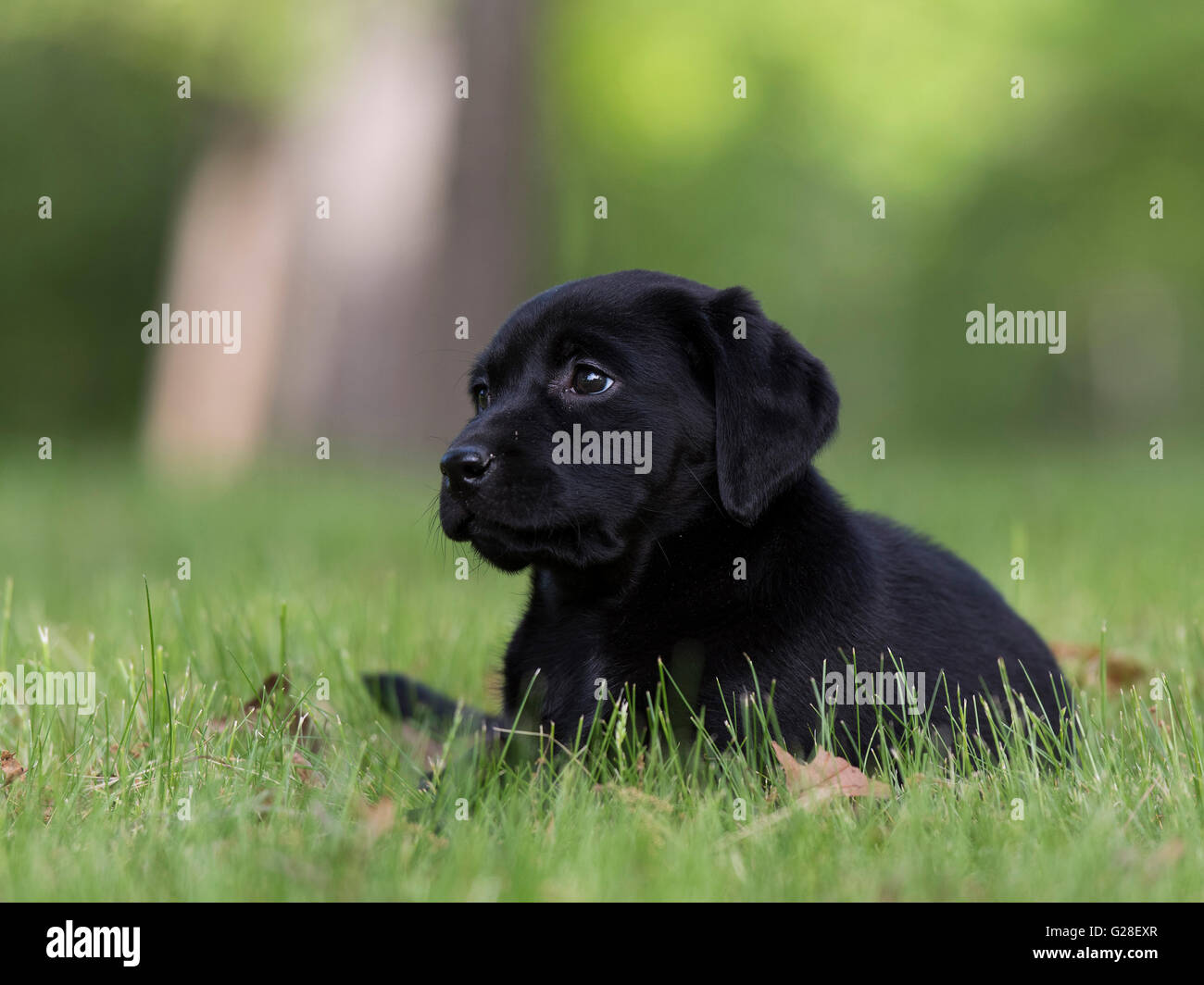 An eight week old Black Labrador puppy Stock Photo - Alamy