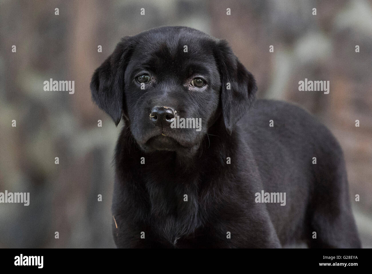 An eight week old Black Labrador puppy Stock Photo - Alamy