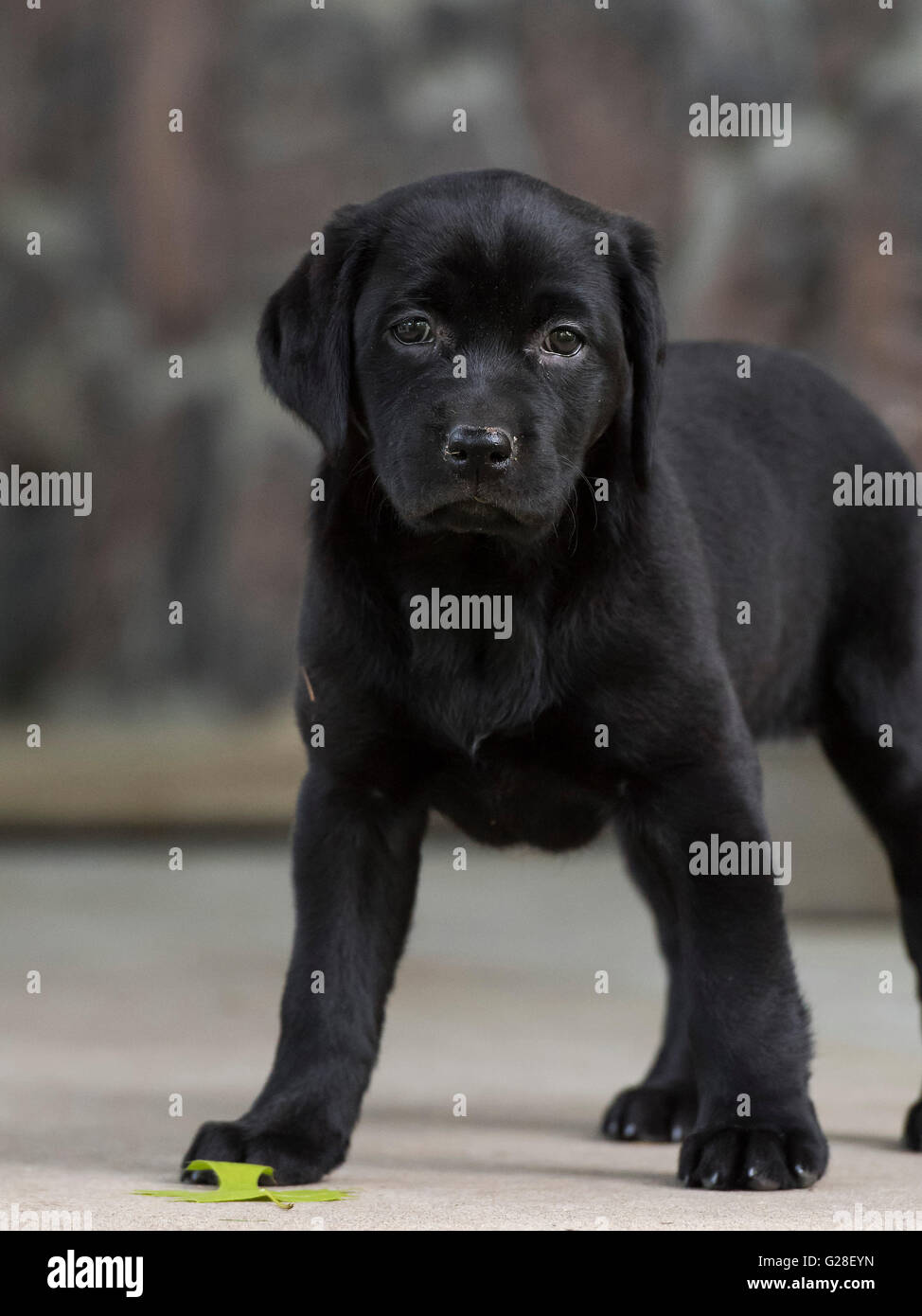 An eight week old Black Labrador puppy Stock Photo - Alamy