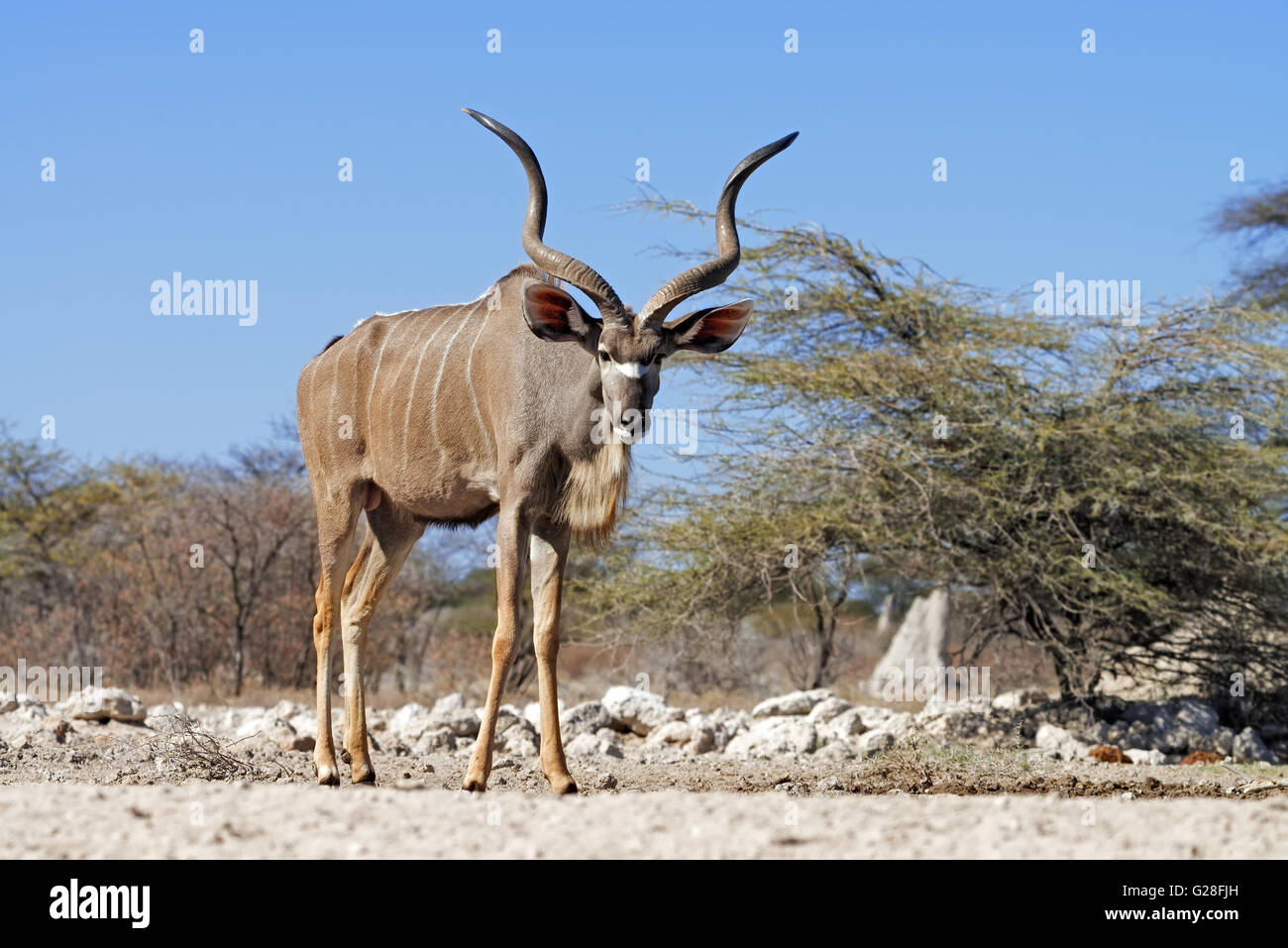 Large male greater kudu (Tragelaphus strepsiceros) viewed from a ground ...