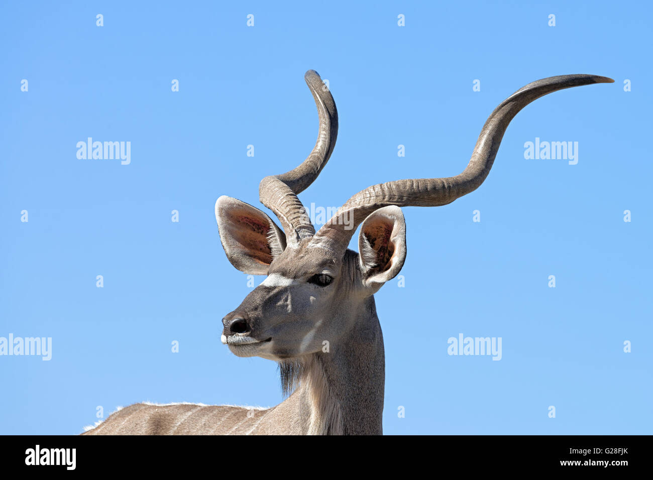 Cranio Kudu Africano