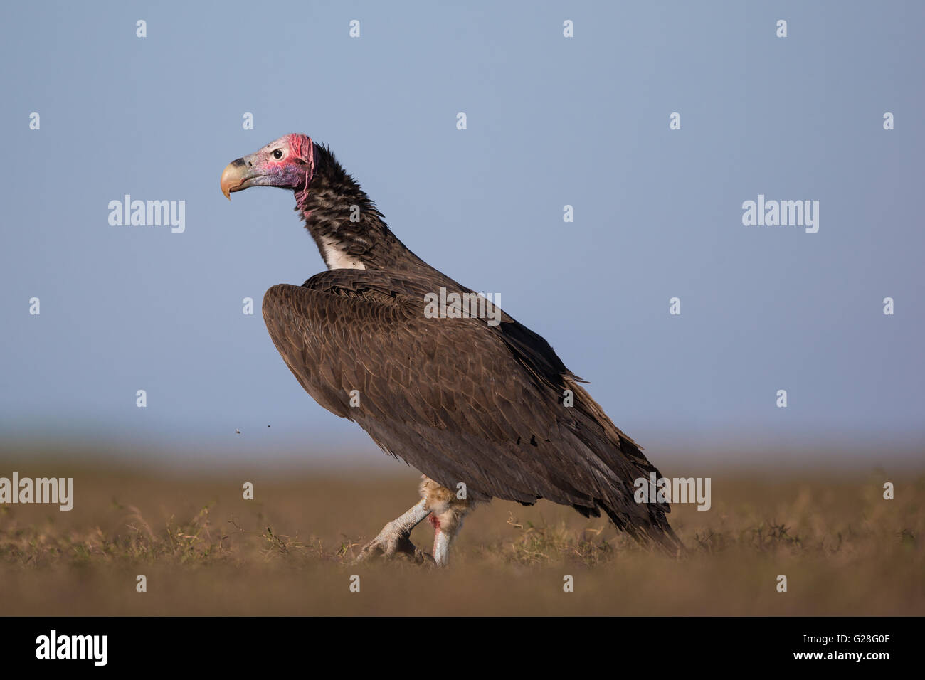 A Lappet-faced Vulture walking Stock Photo - Alamy