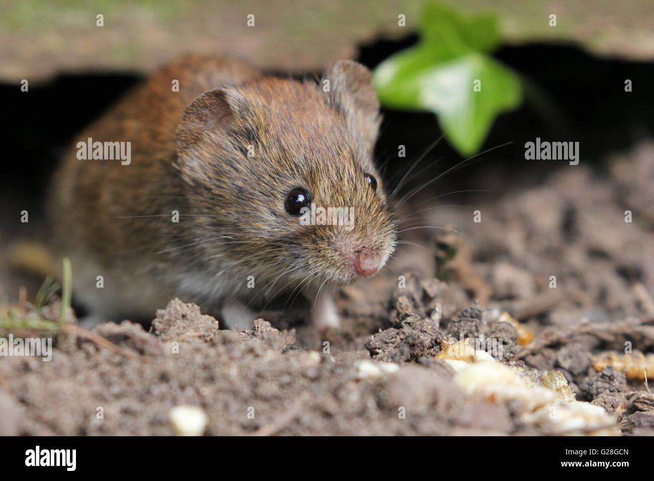 Bank vole uk hi-res stock photography and images - Alamy