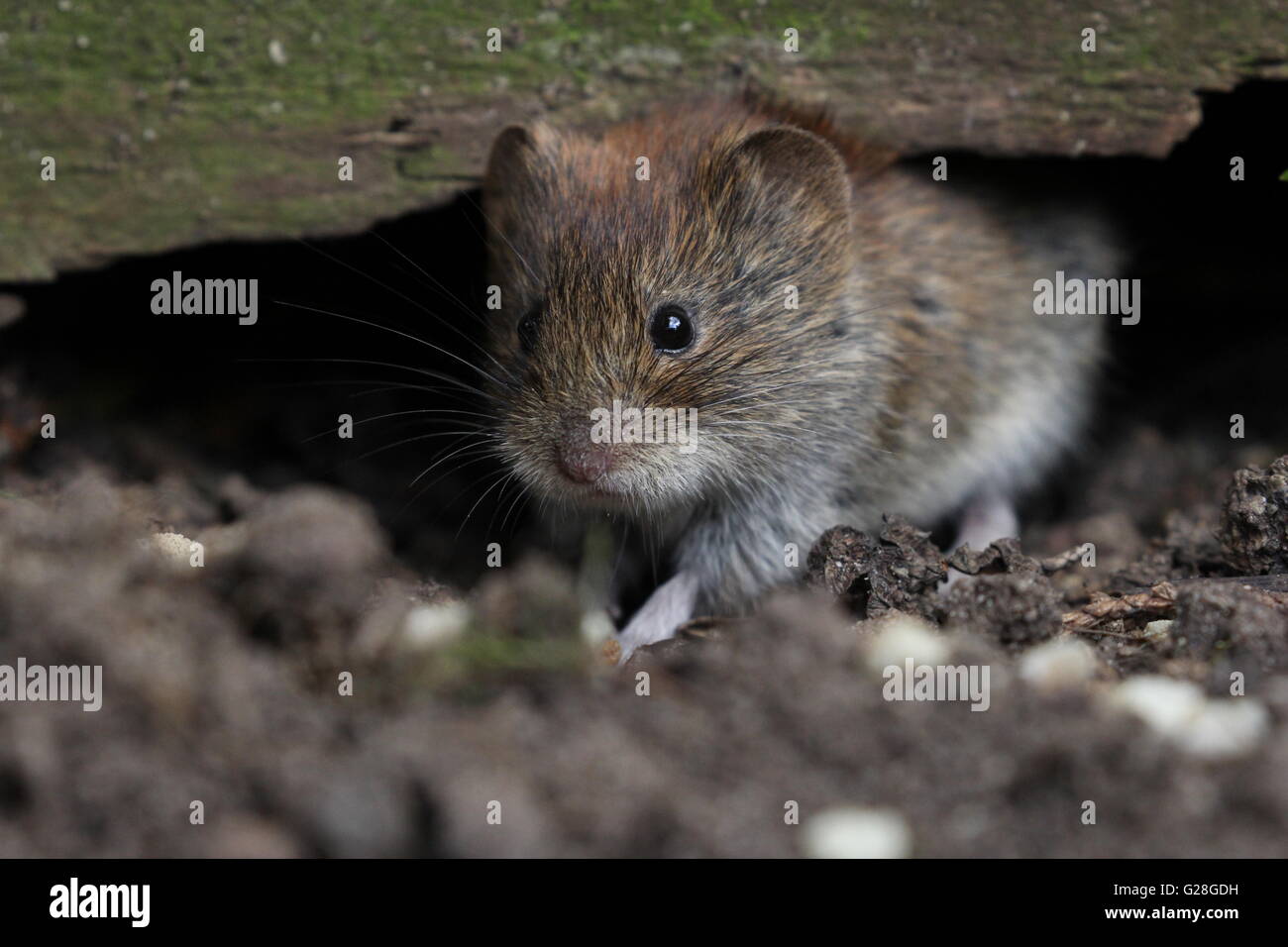 Little bank hi-res stock photography and images - Alamy