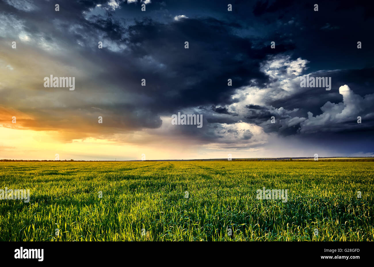 sunset in green field, summer landscape, bright colorful sky and clouds ...