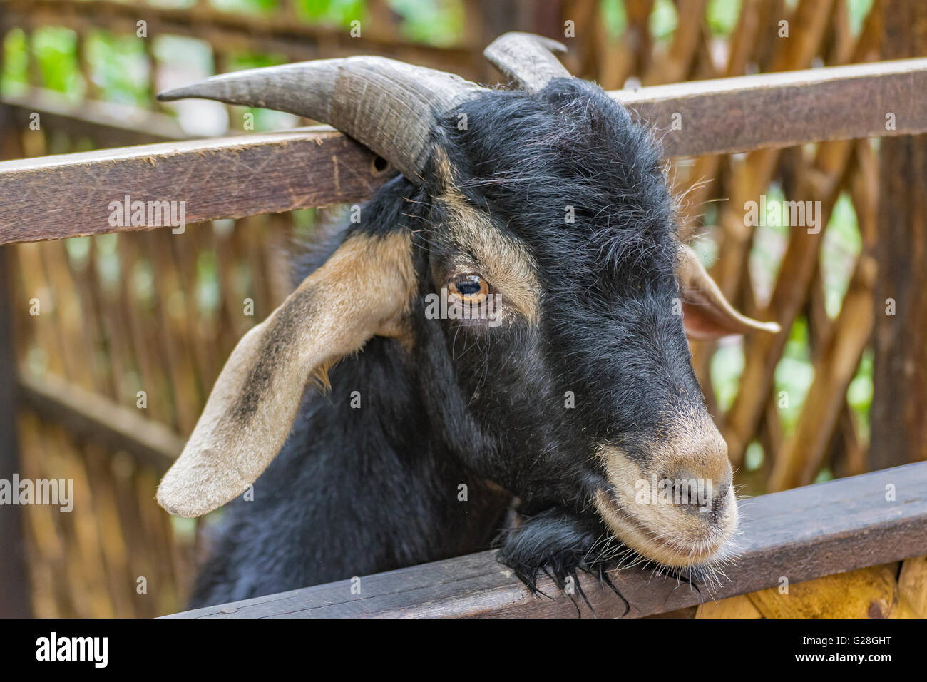 Zohan Goat Make The Face