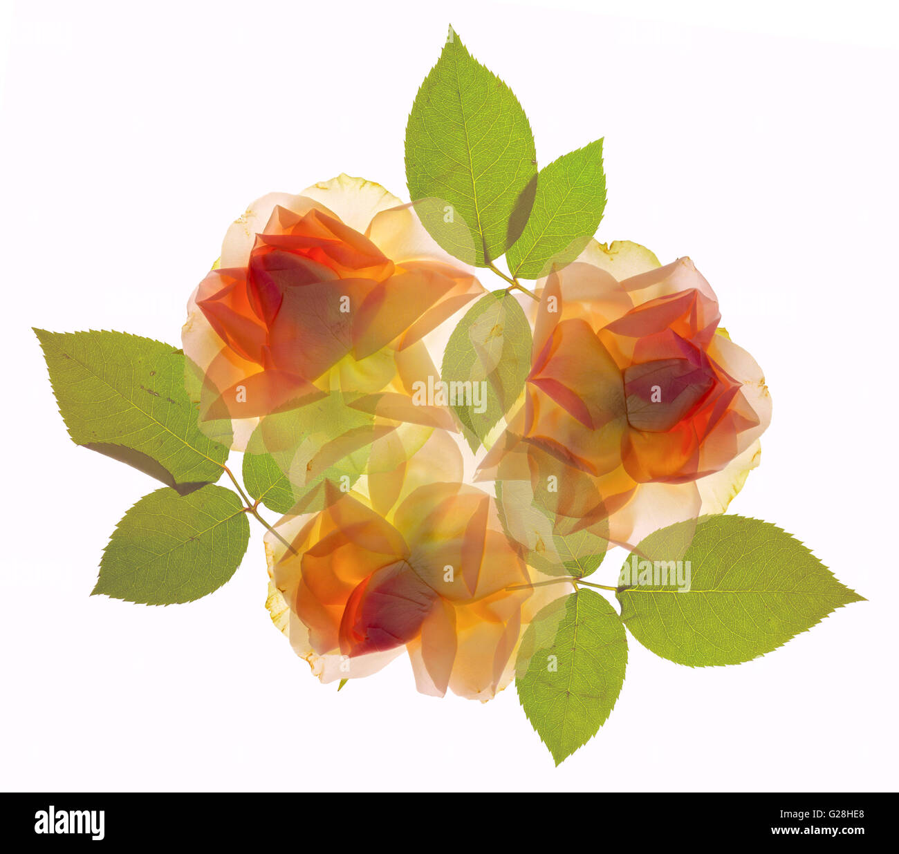 Flat lay composition rose Cut Out Stock Images & Pictures - Alamy