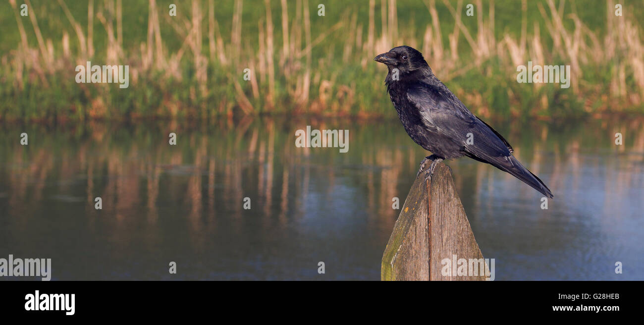 Corvus corone crow sitting on wooden post by river shore Stock Photo ...