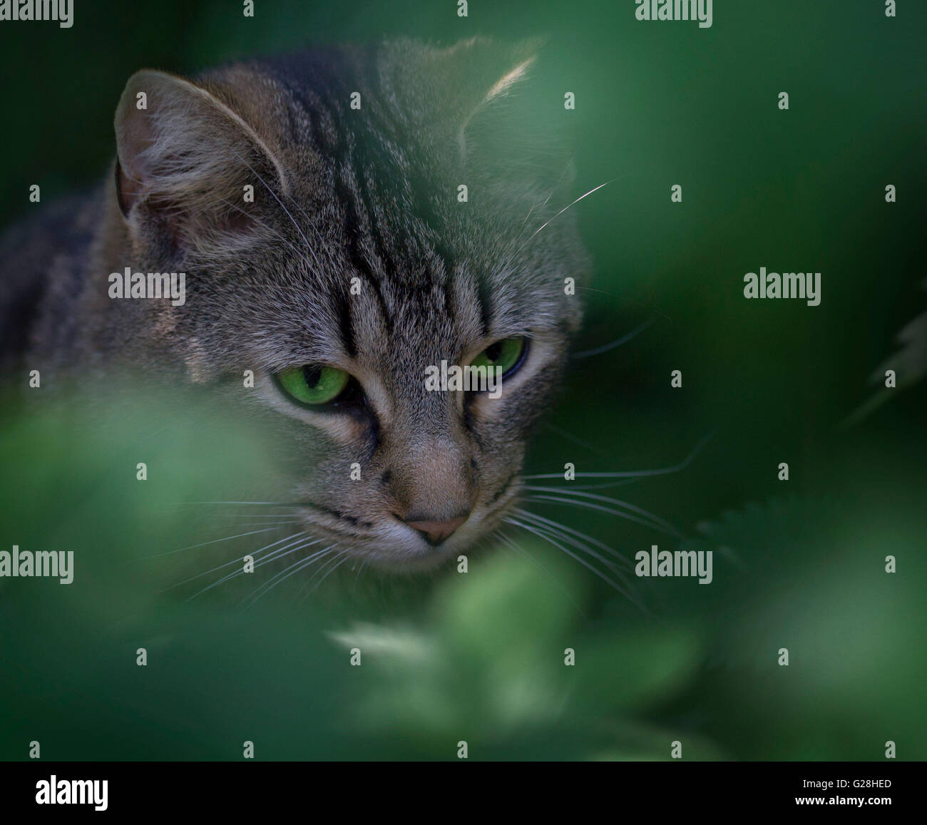 Alert cat hi-res stock photography and images - Alamy