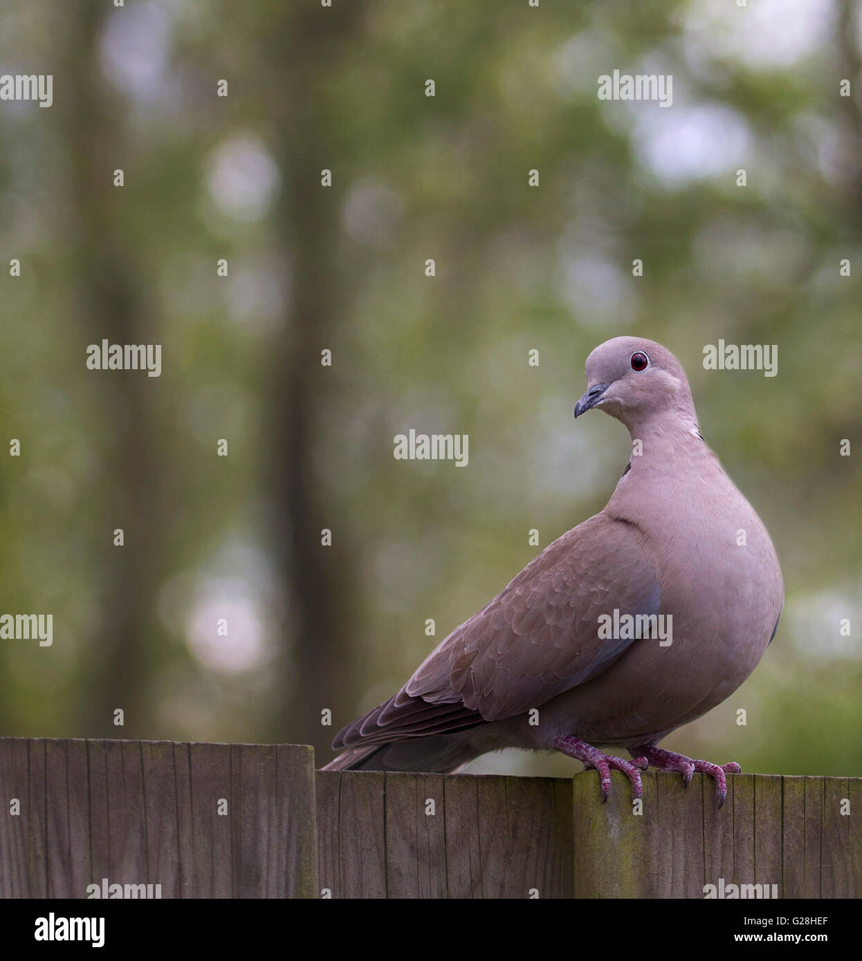 single eurasian collared dove sitting on a fence Stock Photo - Alamy