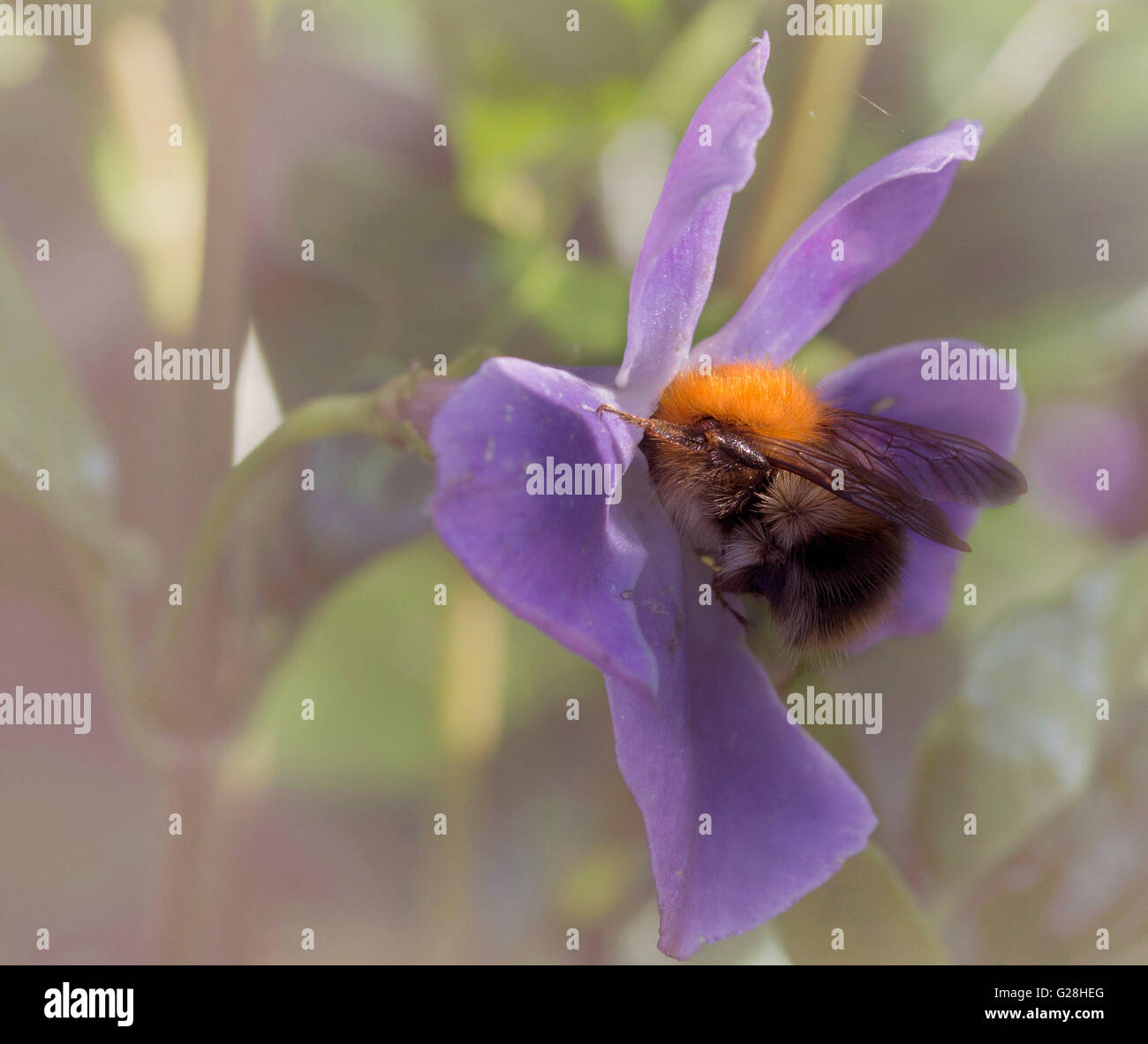 White periwinkle vinca major hi-res stock photography and images - Alamy