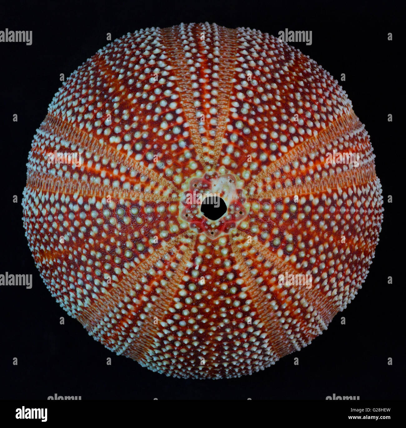 top view close up of a echinus esculentus sea urchin Stock Photo - Alamy