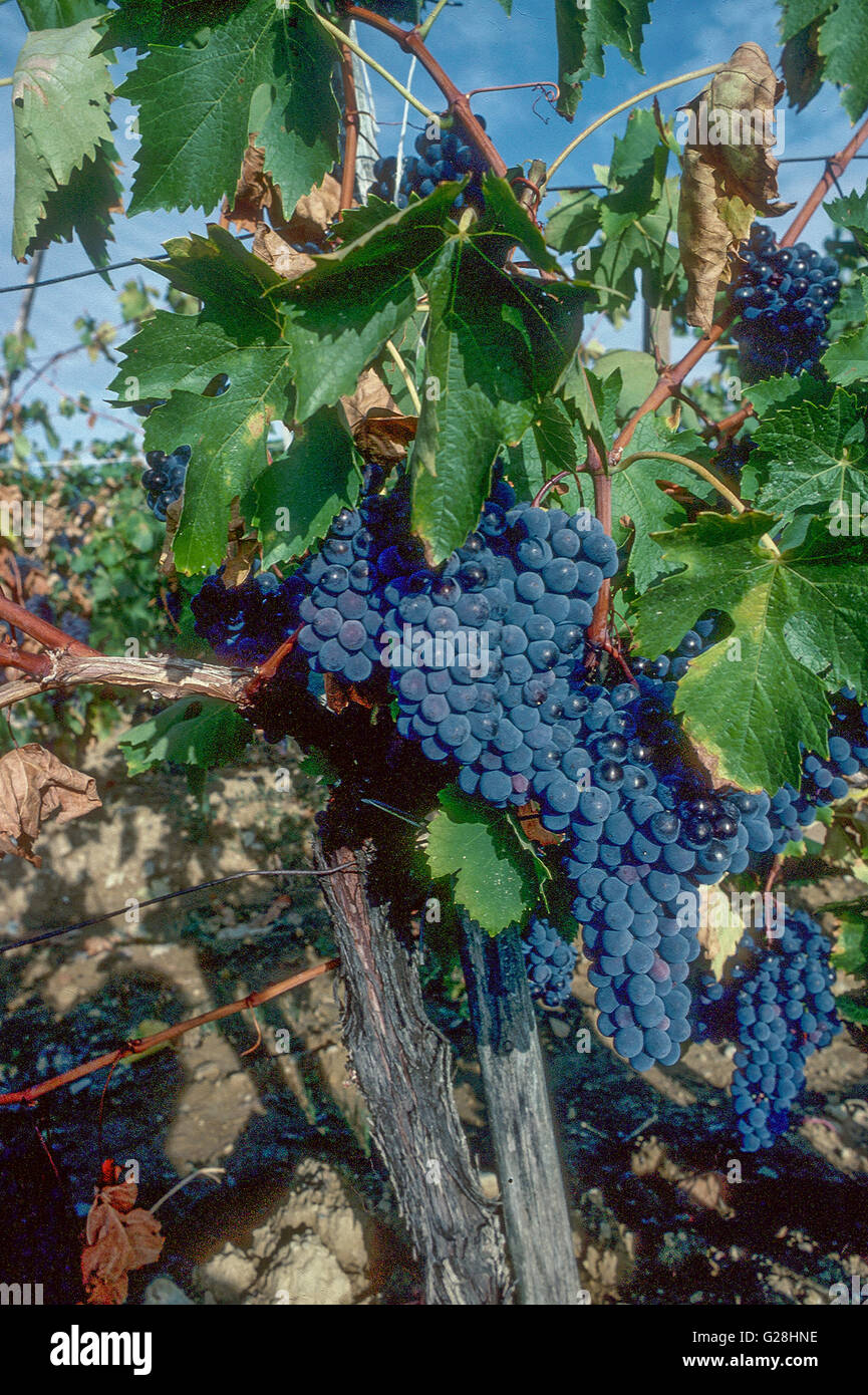 Vigne vecchie hi-res stock photography and images - Alamy