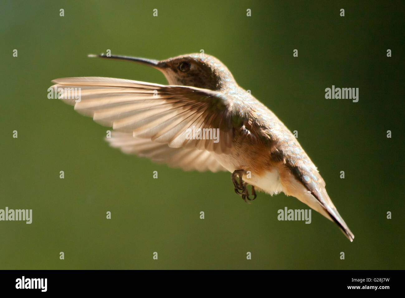 Hummingbird frozen in flight Stock Photo - Alamy