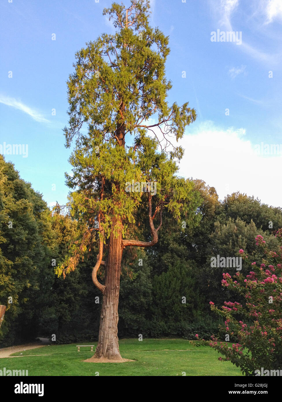 Beautiful solo tree hi-res stock photography and images - Alamy