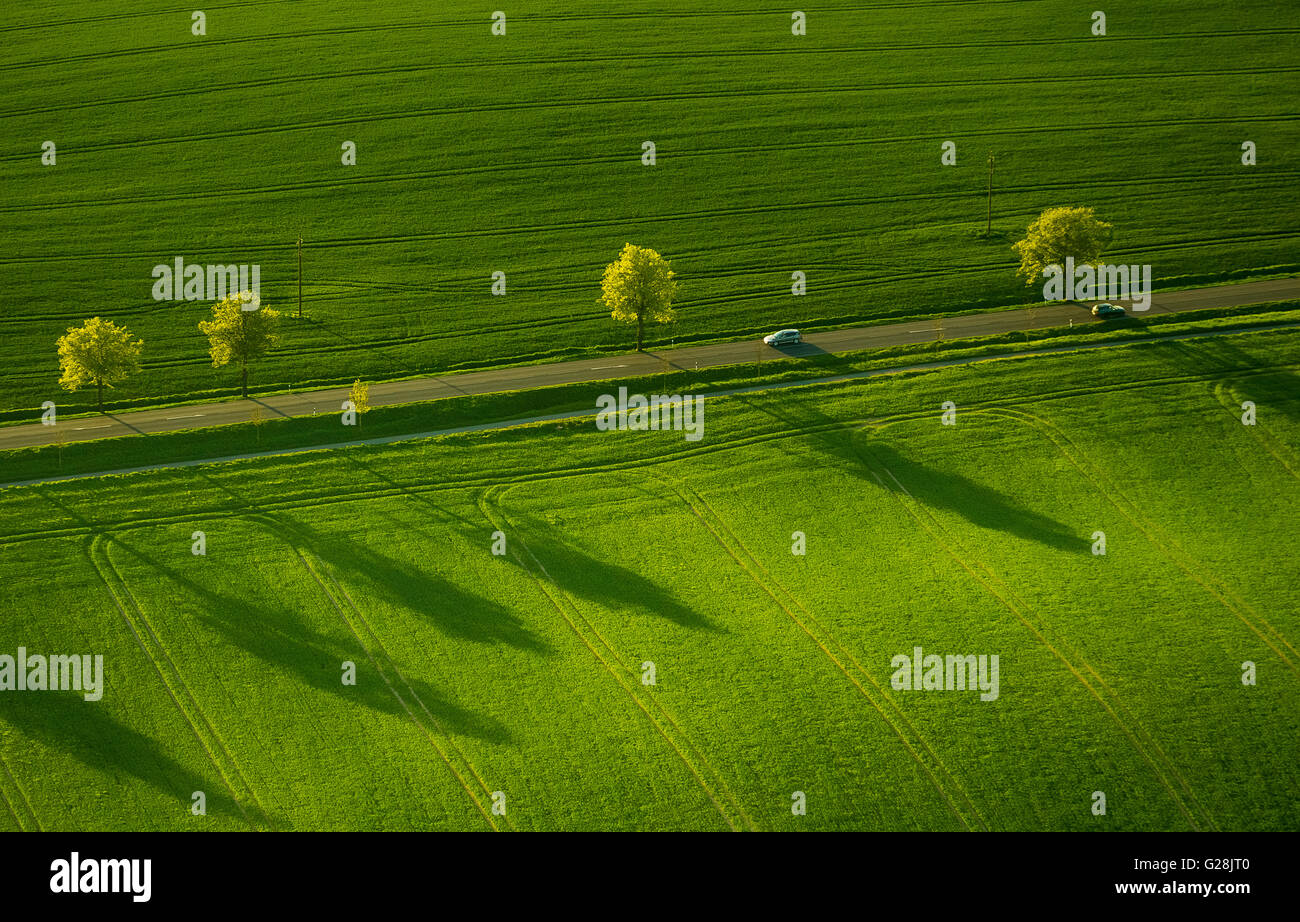 Road with trees hi-res stock photography and images - Alamy