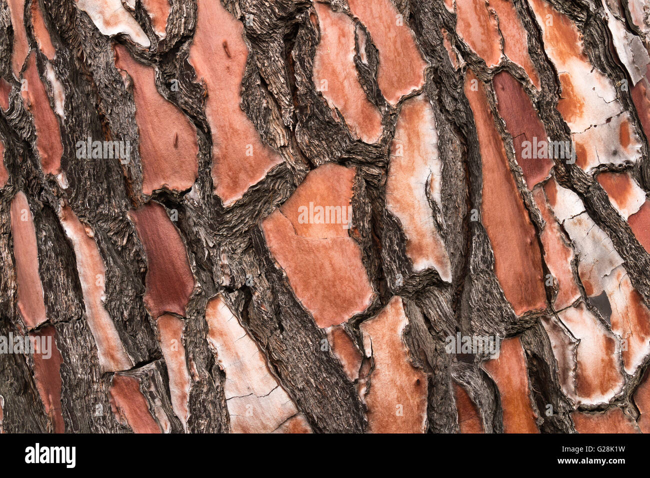 Detail of pine tree hi-res stock photography and images - Alamy