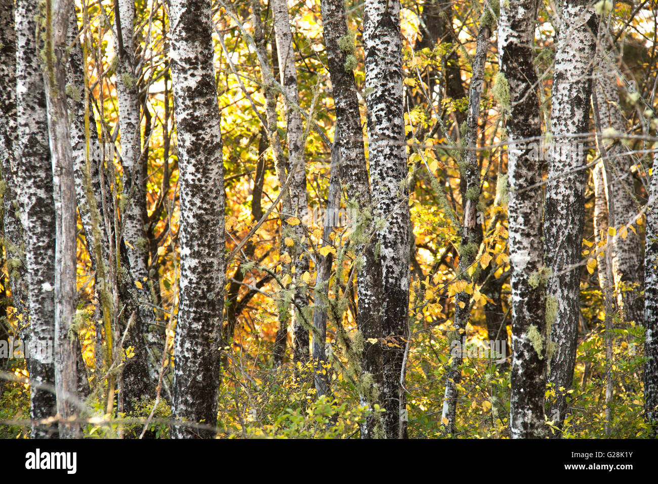 Birch tree trunks hi-res stock photography and images - Alamy