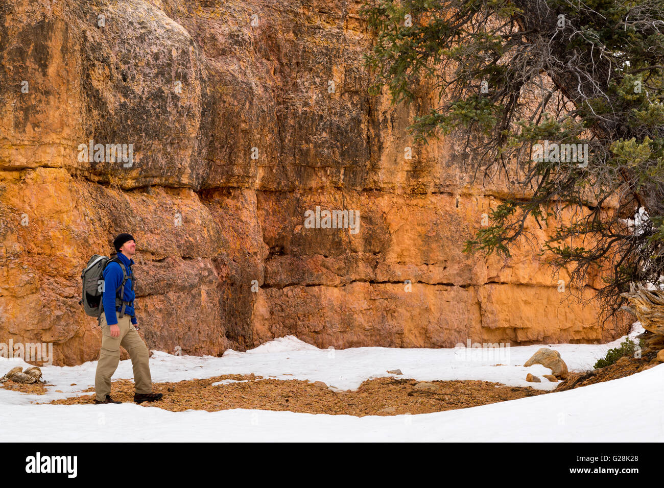 Dixie national evergreen hi-res stock photography and images - Alamy