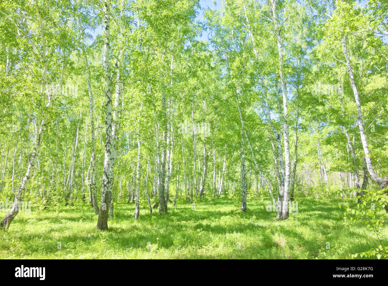 summer birch forest, beautiful landscape Stock Photo - Alamy