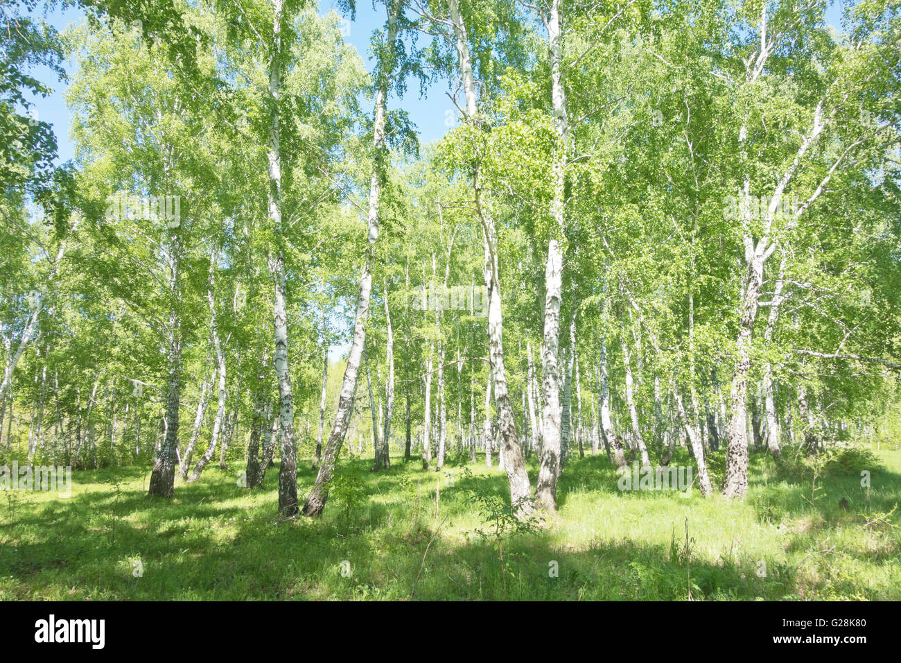 summer birch forest, beautiful landscape Stock Photo - Alamy