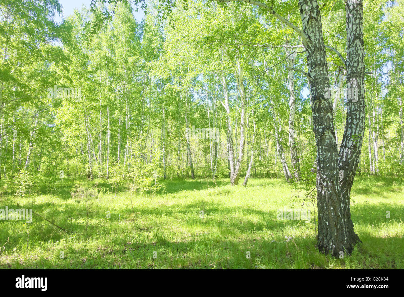 summer birch forest, beautiful landscape Stock Photo - Alamy