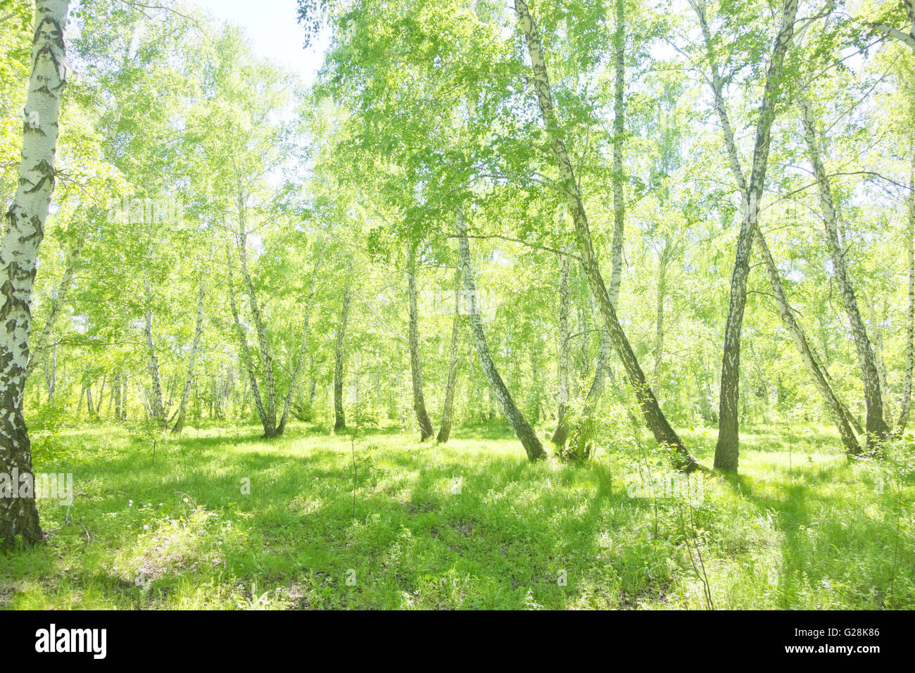 summer birch forest, beautiful landscape Stock Photo - Alamy