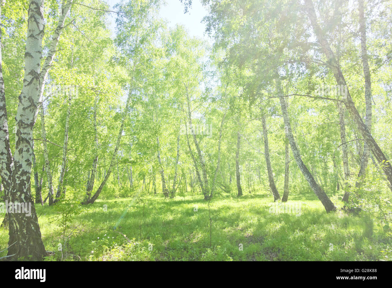 summer birch forest, beautiful landscape Stock Photo - Alamy