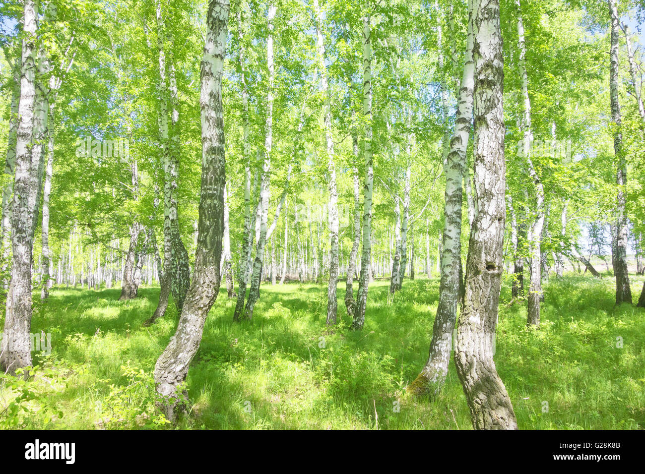 summer birch forest, beautiful landscape Stock Photo - Alamy