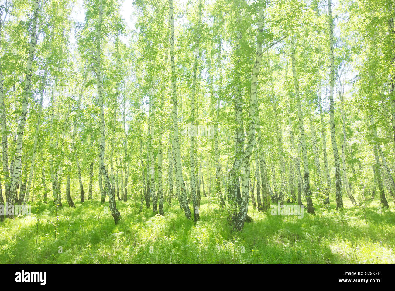 summer birch forest, beautiful landscape Stock Photo - Alamy