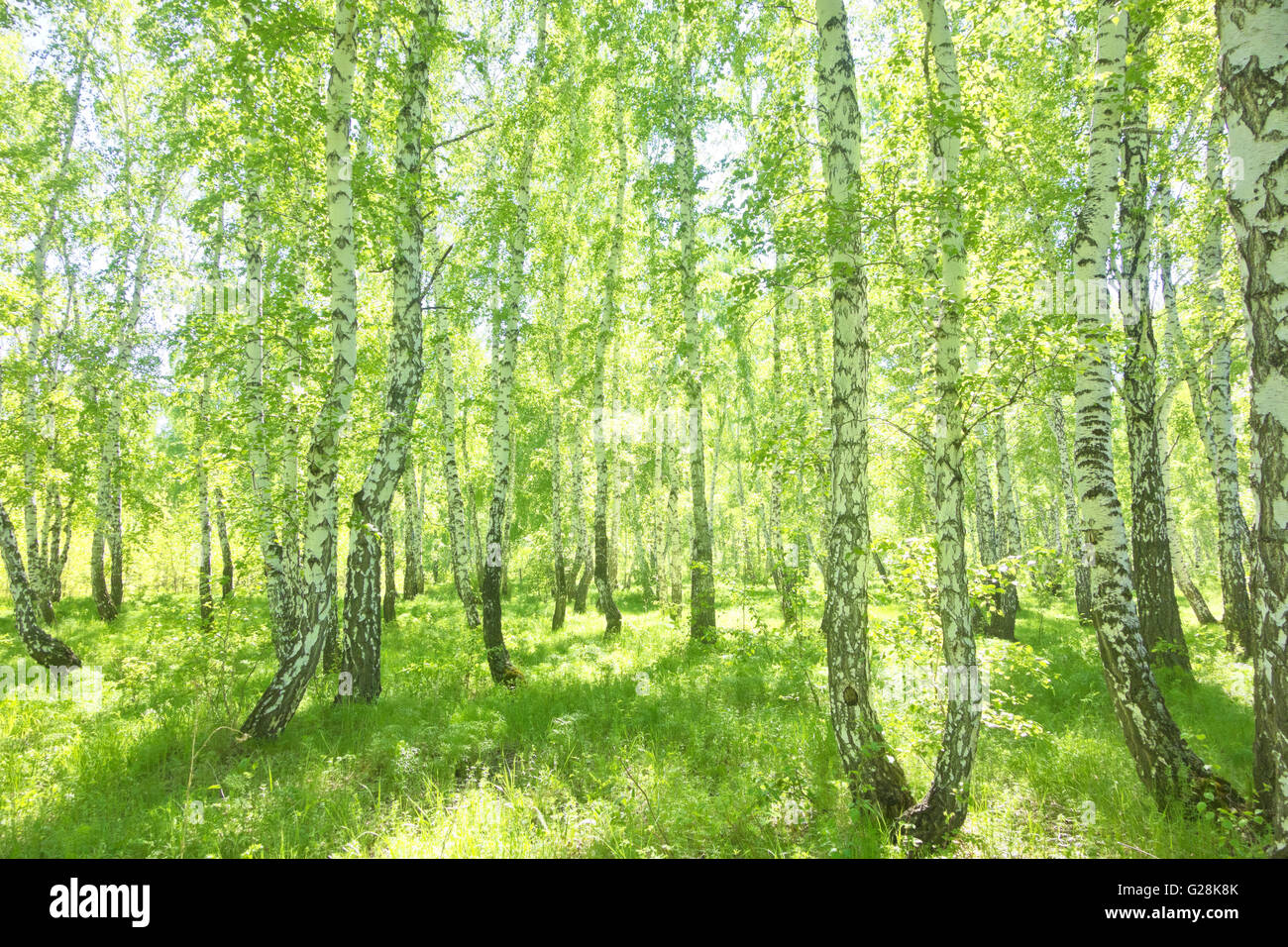 summer birch forest, beautiful landscape Stock Photo - Alamy