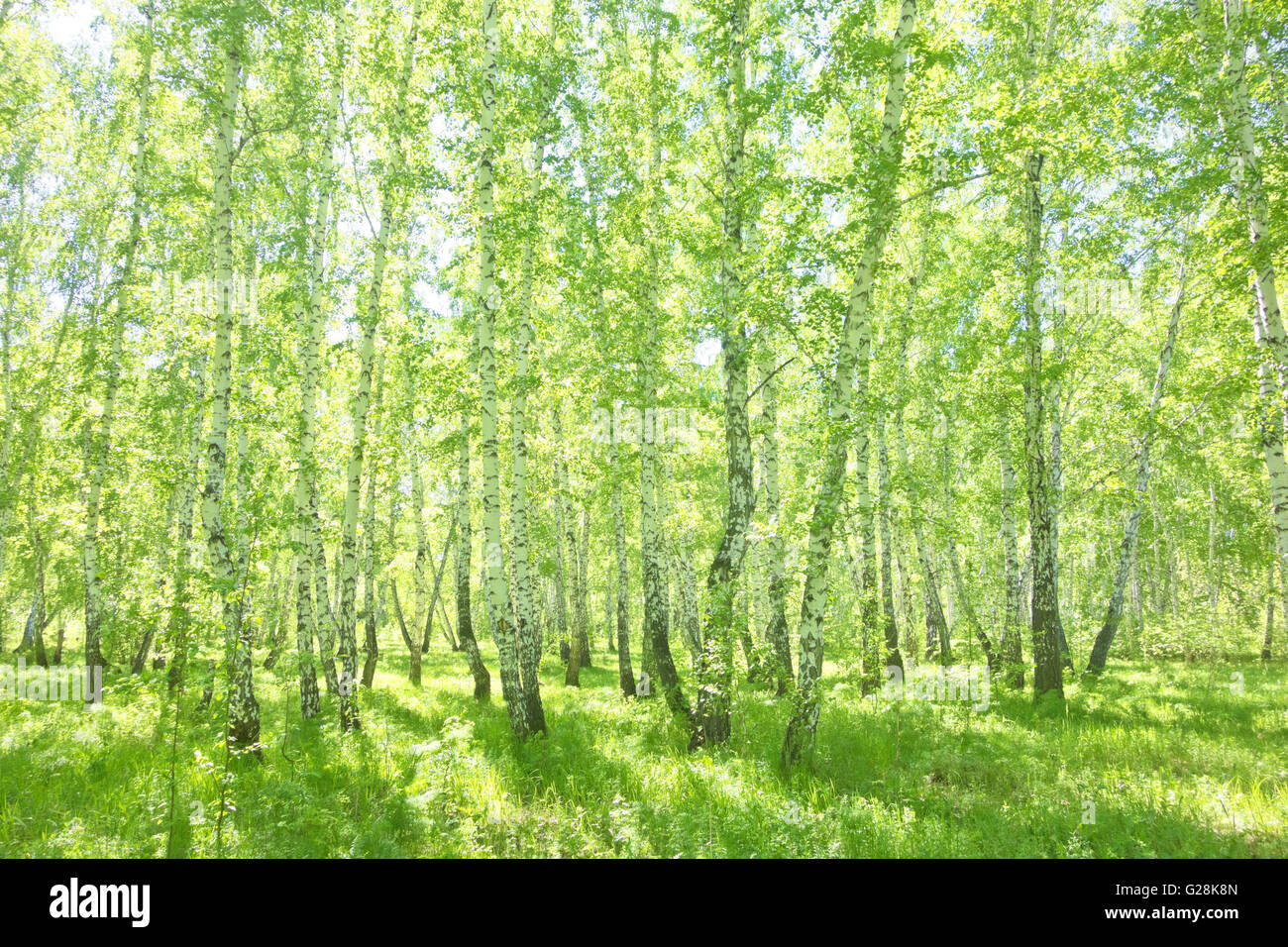 summer birch forest, beautiful landscape Stock Photo - Alamy