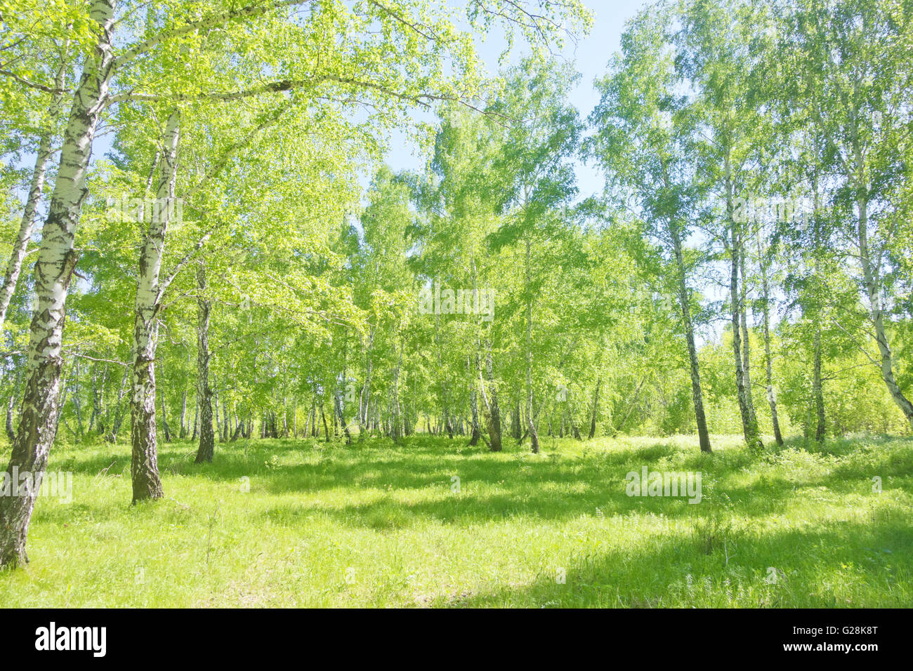 summer birch forest, beautiful landscape Stock Photo - Alamy