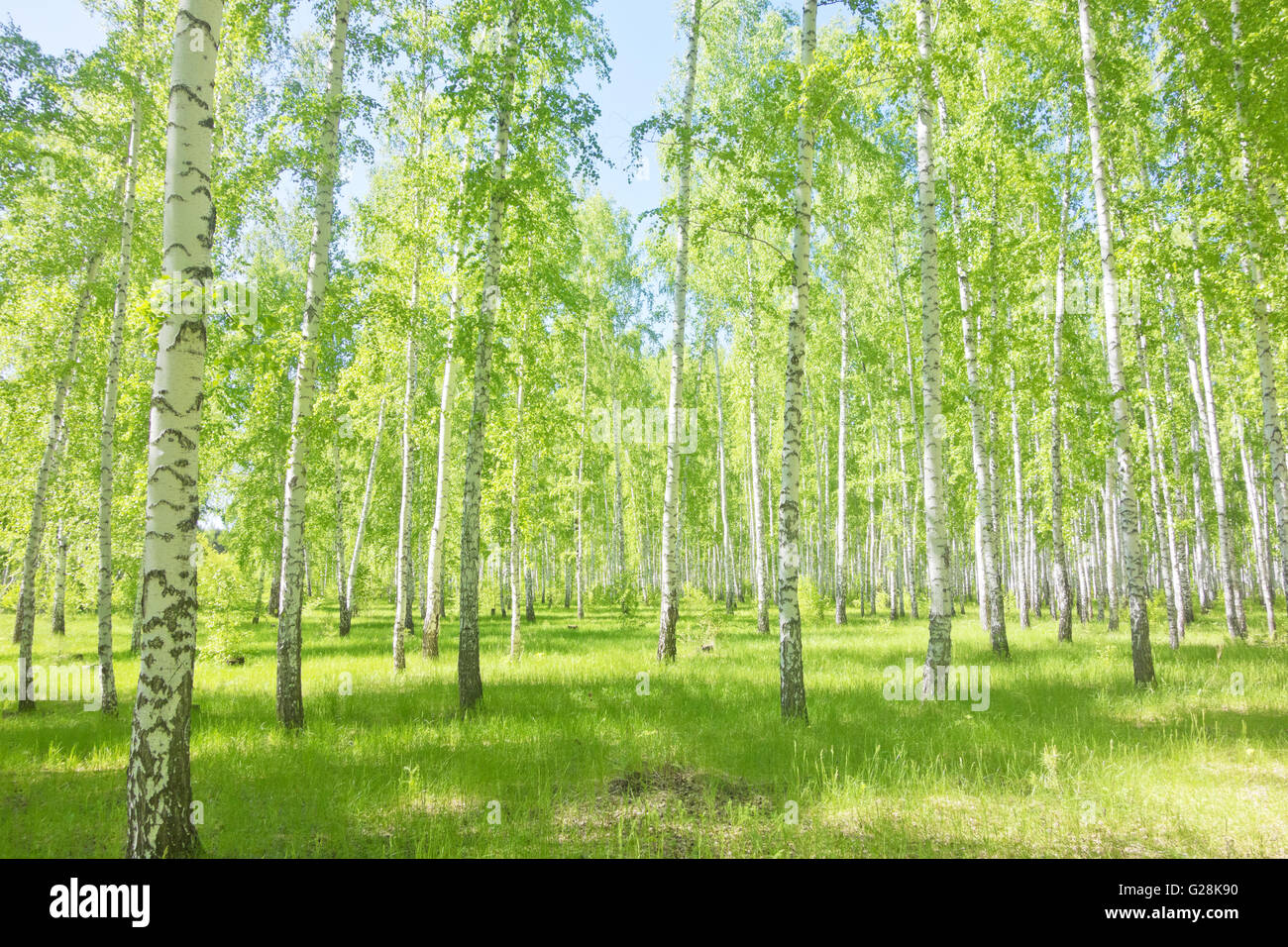 summer birch forest, beautiful landscape Stock Photo - Alamy