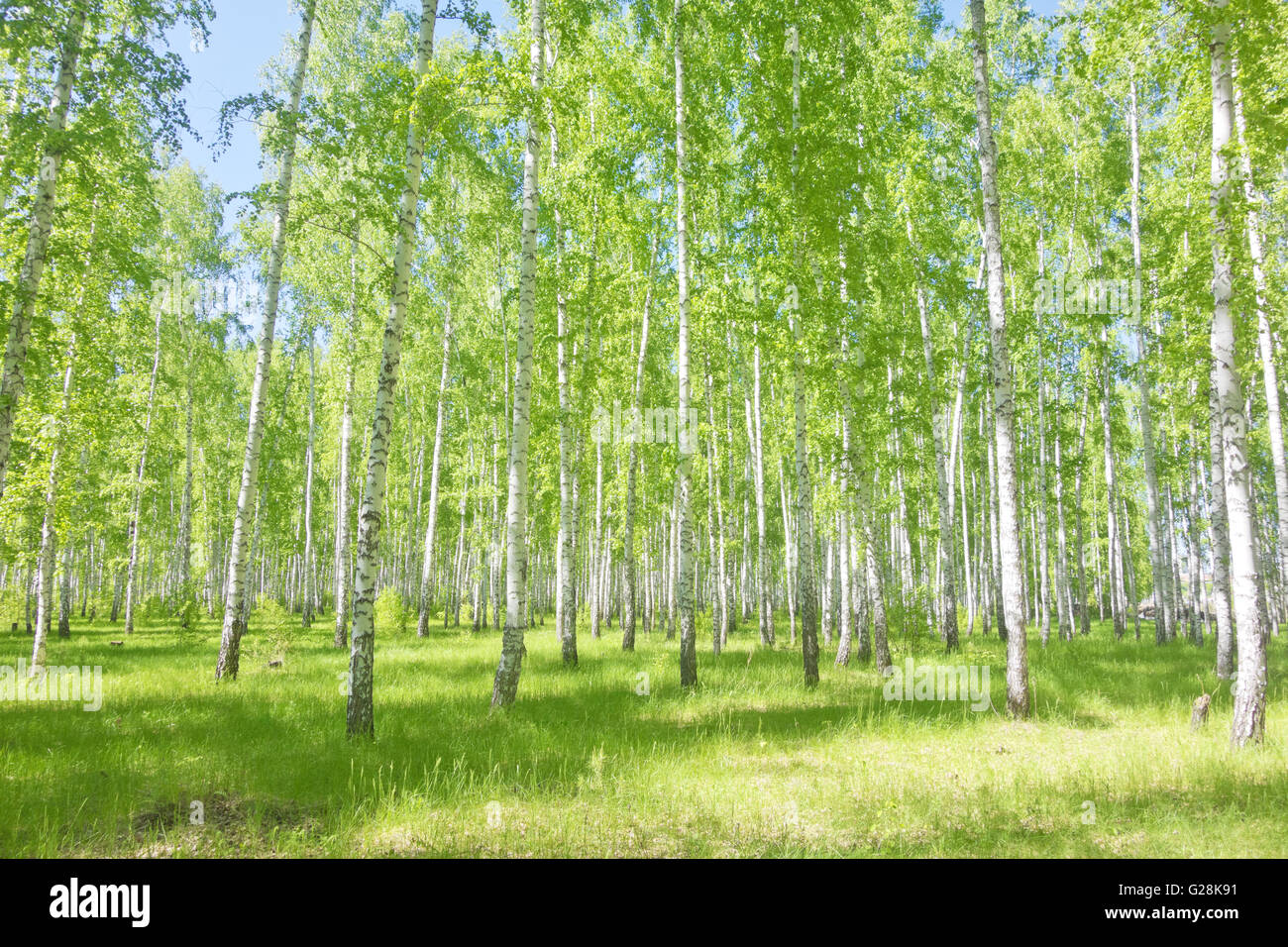summer birch forest, beautiful landscape Stock Photo - Alamy