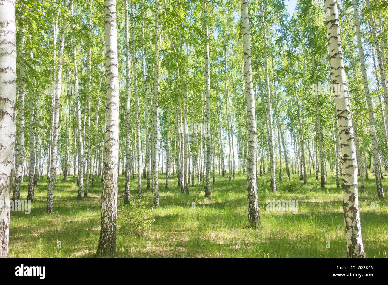 summer birch forest, beautiful landscape Stock Photo - Alamy