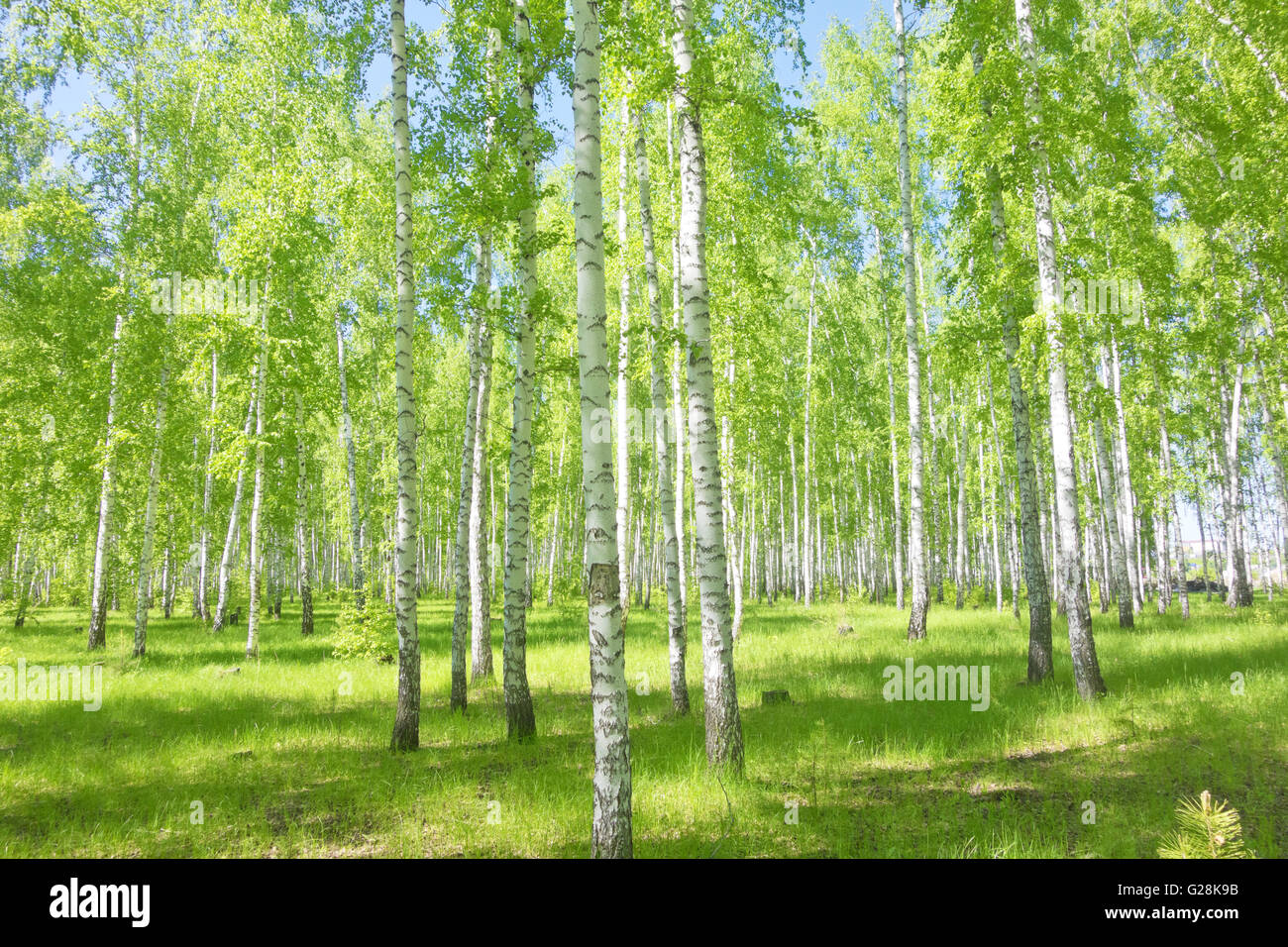 summer birch forest, beautiful landscape Stock Photo - Alamy