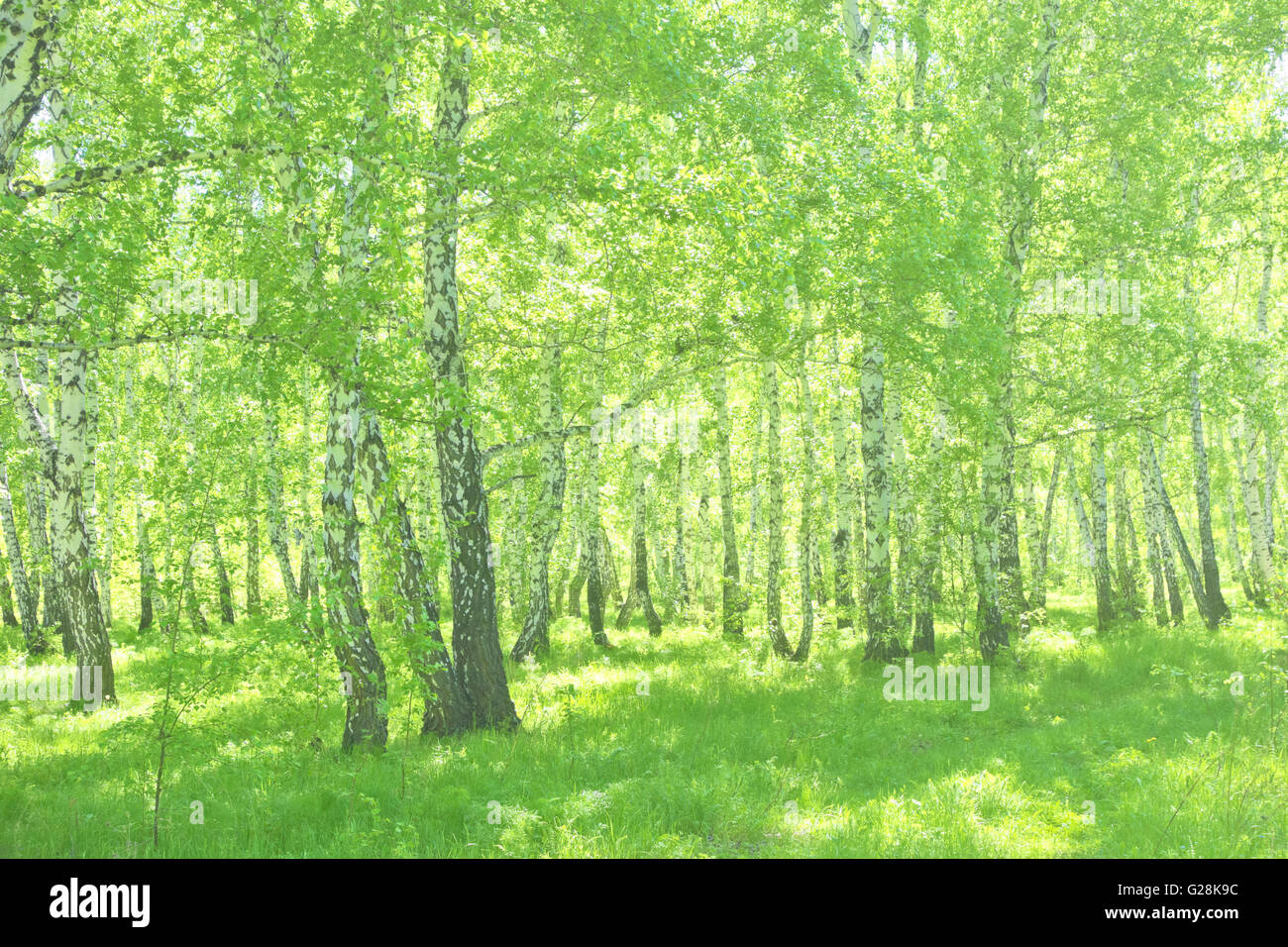 summer birch forest, beautiful landscape Stock Photo - Alamy