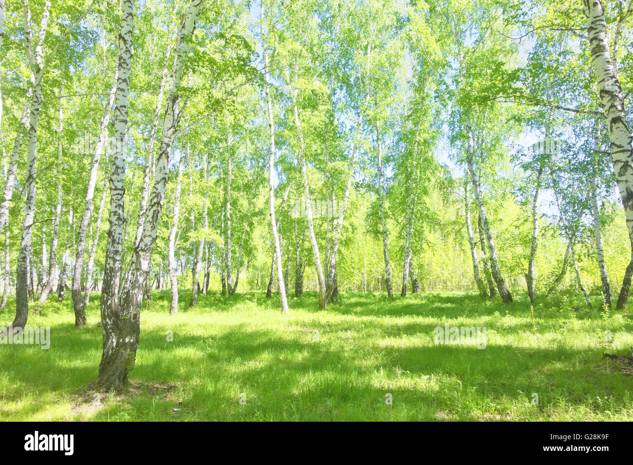 summer birch forest, beautiful landscape Stock Photo - Alamy