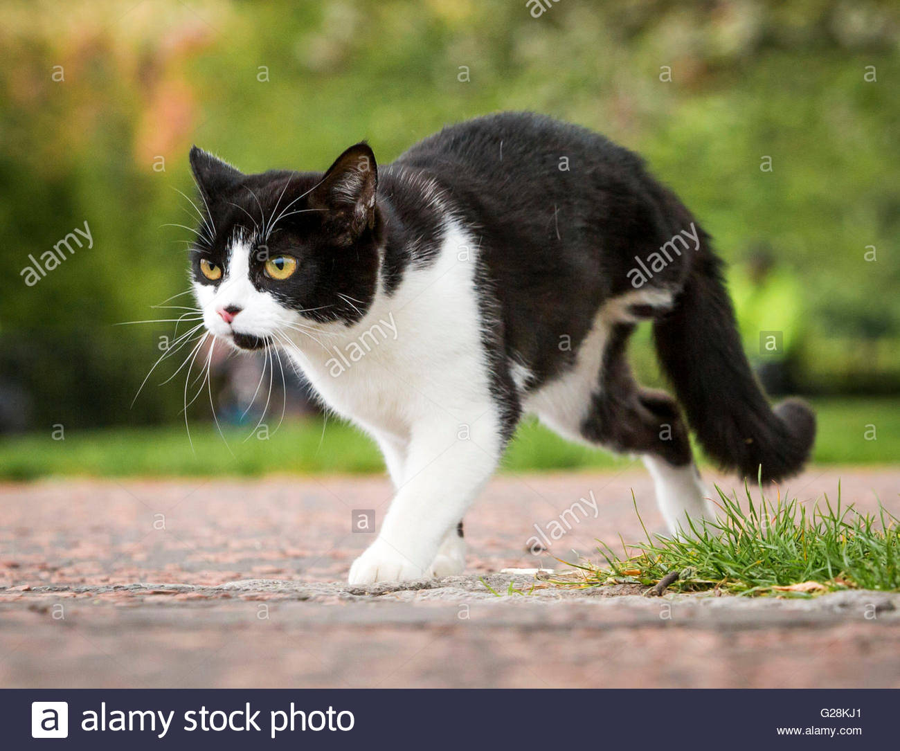 Animals Without Legs Stock Photos & Animals Without Legs Stock Images ...