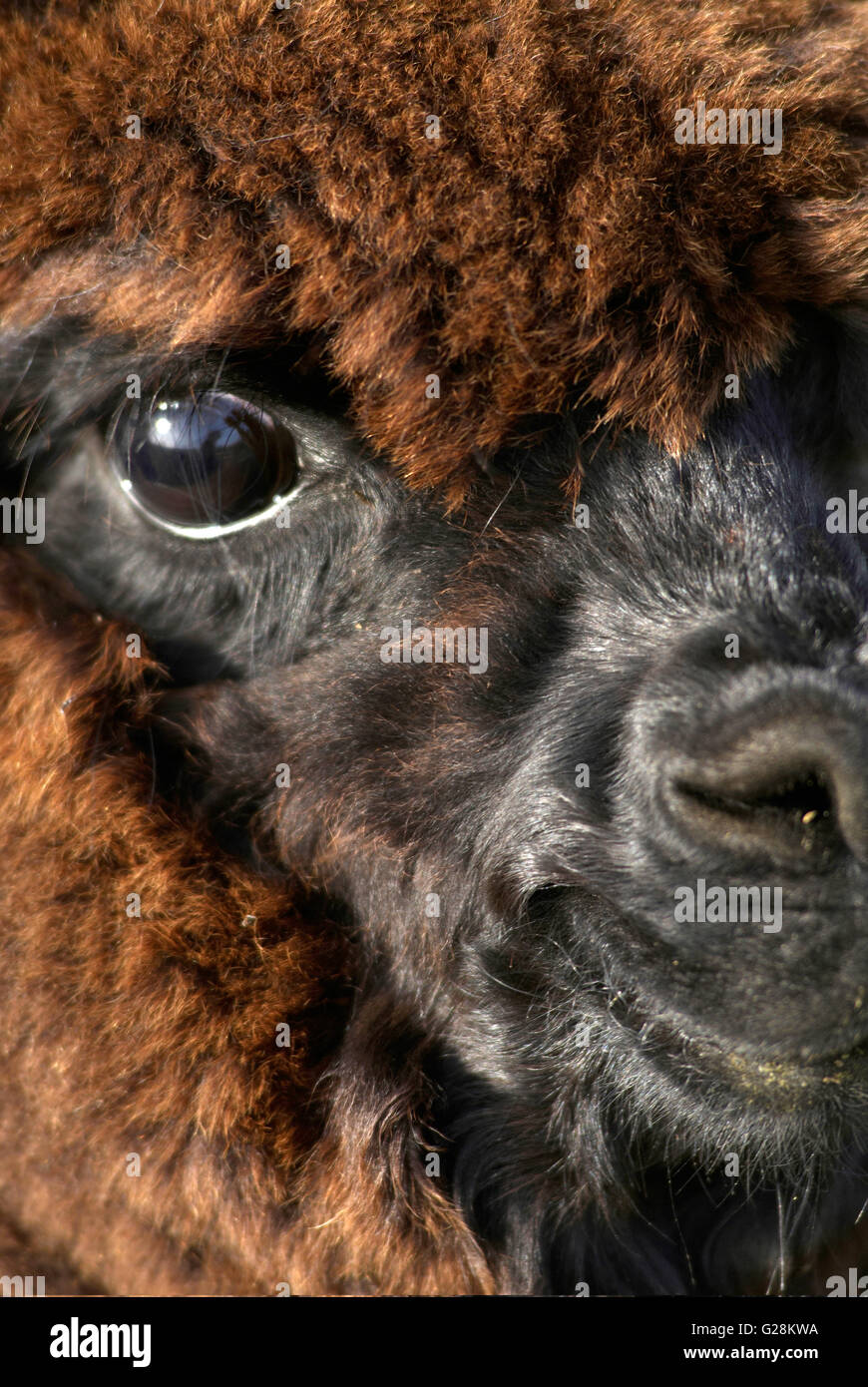 Comical alpaca hi-res stock photography and images - Alamy