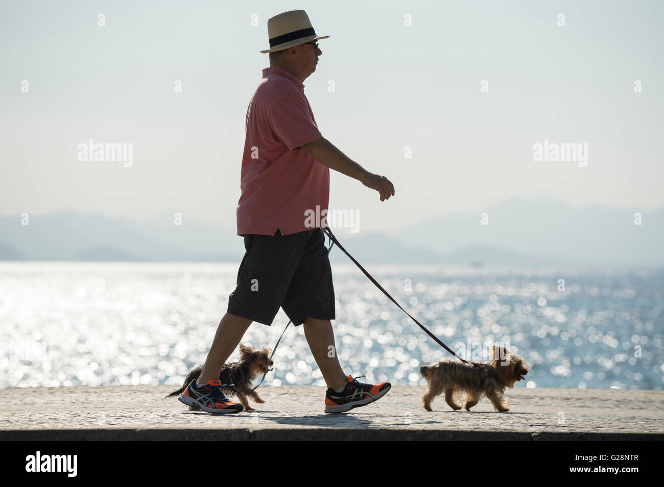 Man walking with 3 dogs hi-res stock photography and images - Alamy